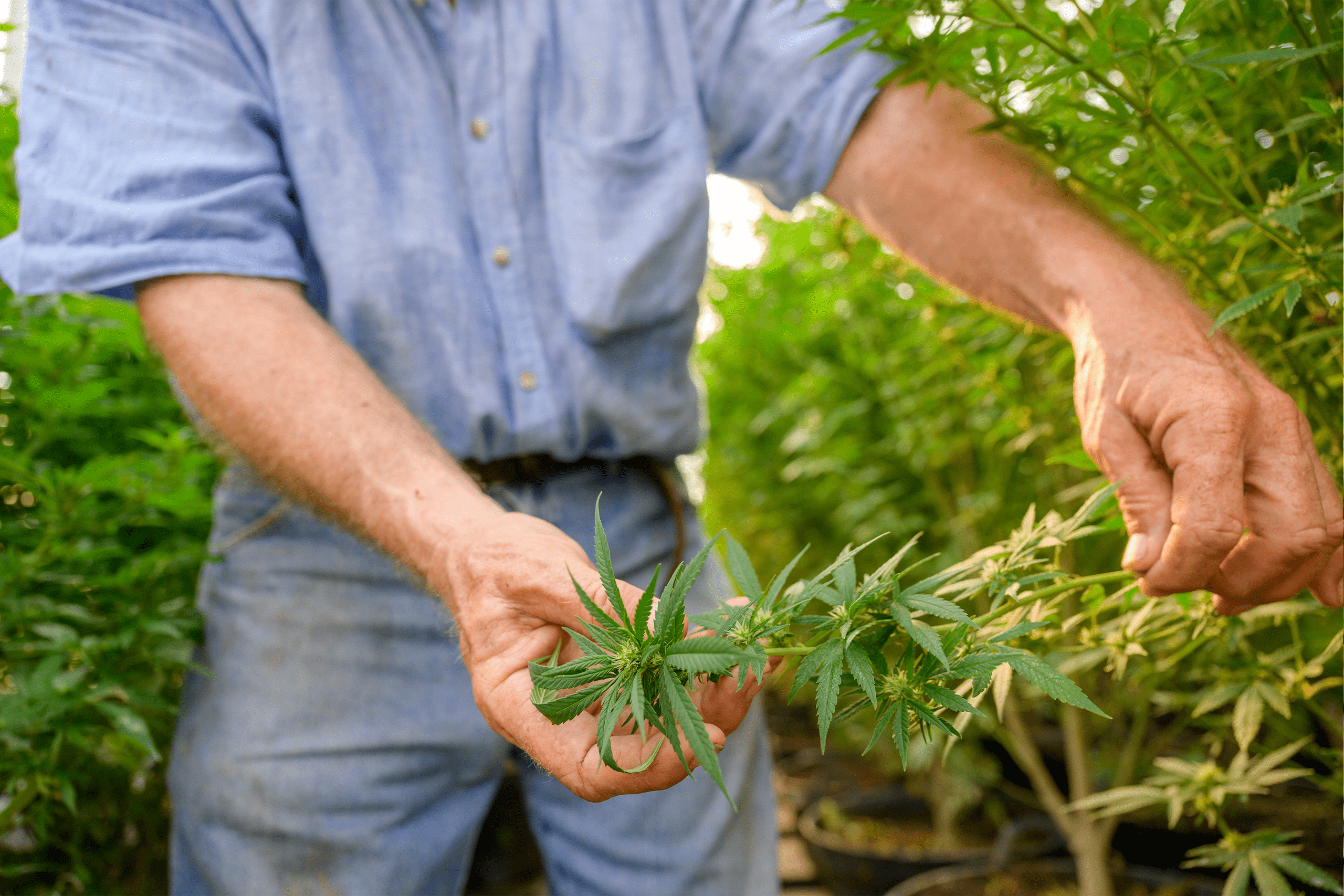 Hemp has numerous agricultural varieties - GREEN AND GROWTH